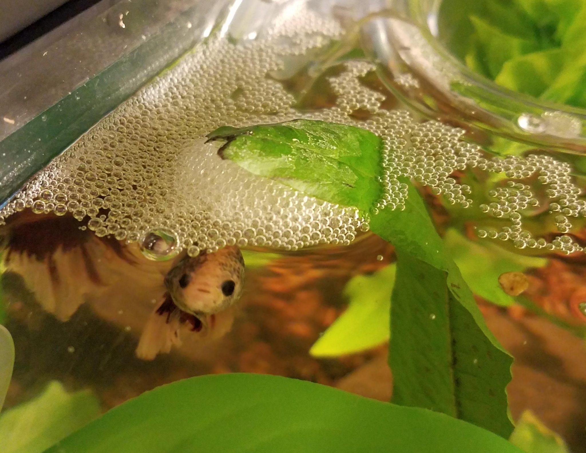 Cá betta bột mới nở cho ăn gì? Cách nuôi cá betta bột mới nở - Thủy ...