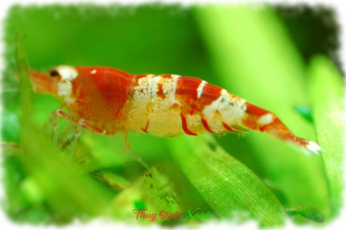 8 loại Tép cảnh sang xịn được yêu thích tại Nhật Bản