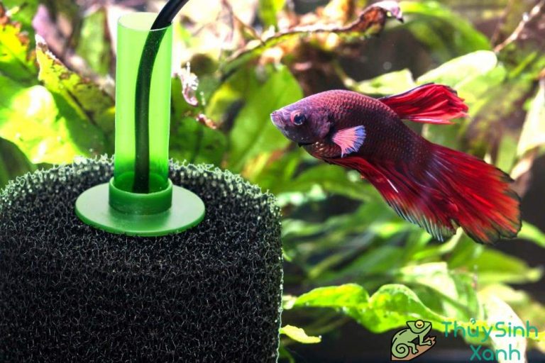 Tại sao cá betta nhả bọt nhiều?