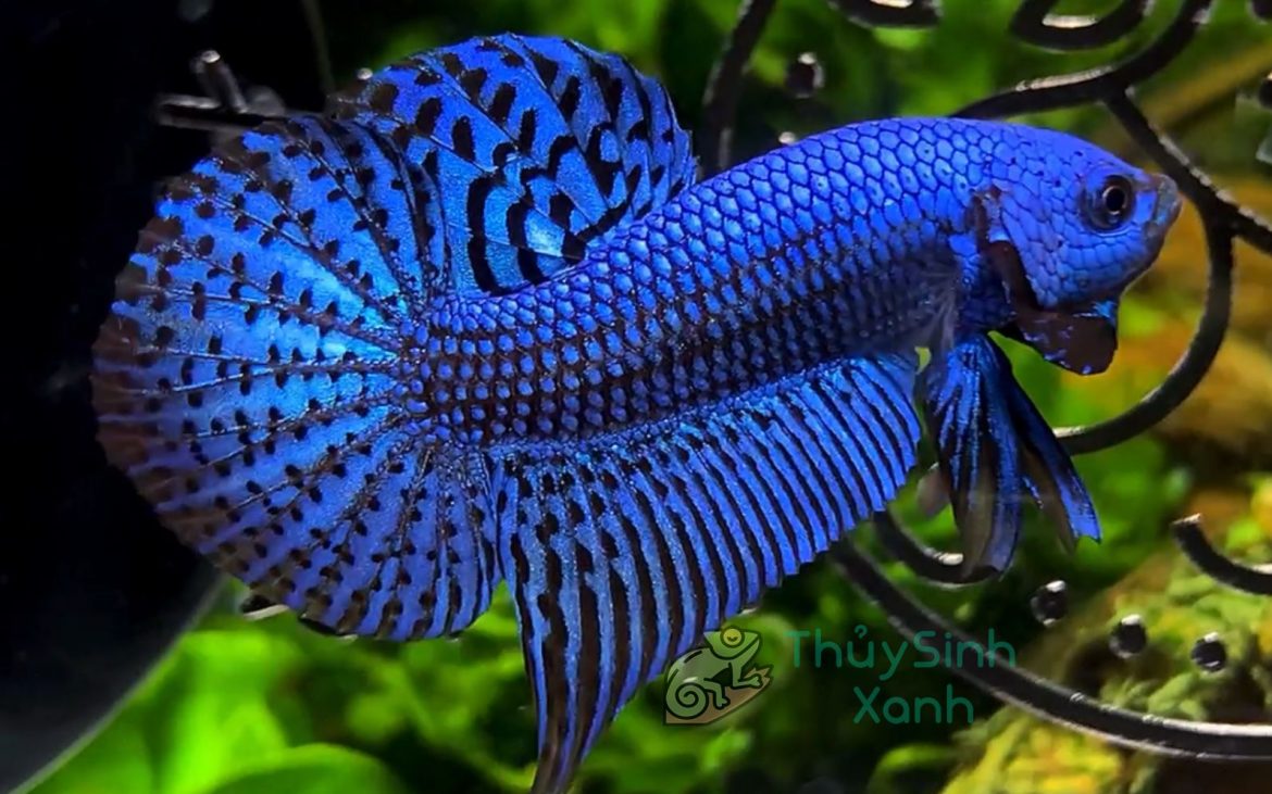 Tại sao cá betta nhả bọt nhiều?