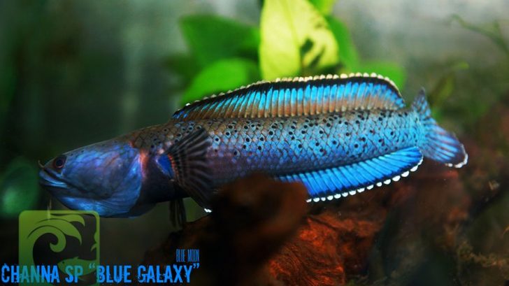 Cá lóc hoàng đế dòng cá cảnh đẹp đắt giá nhất thế giới